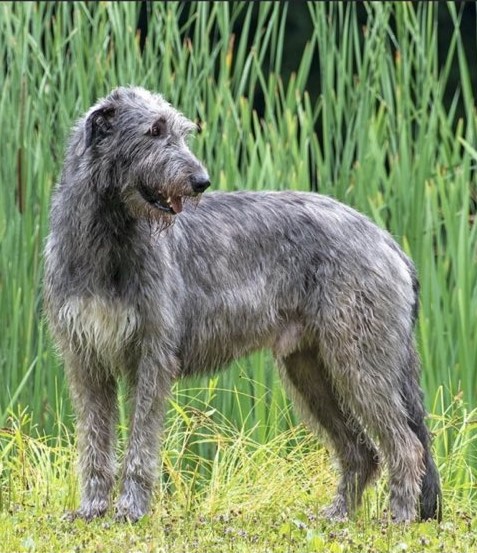 Irish Wolfhound Association of Lake Erie